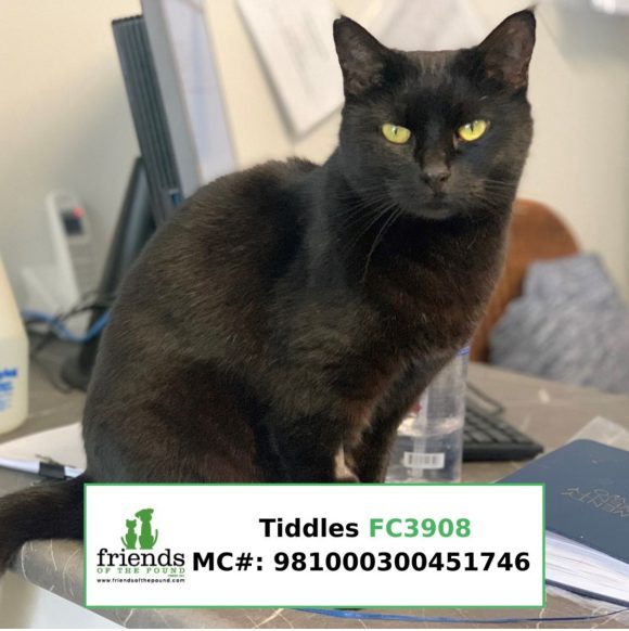 Tiddles (Adopted) - Friends of the Pound