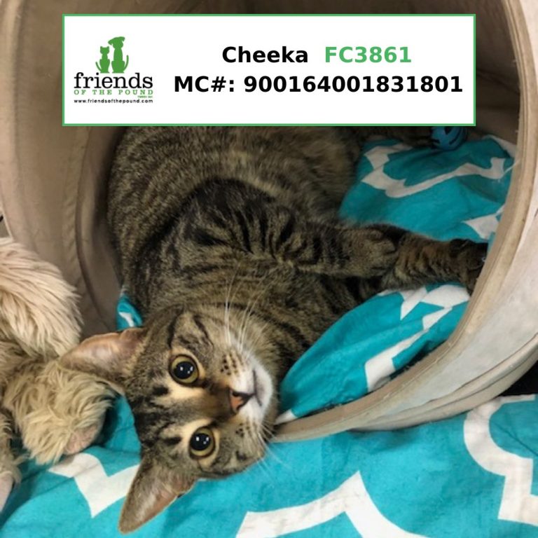 Cheeka (Adopted) - Friends of the Pound